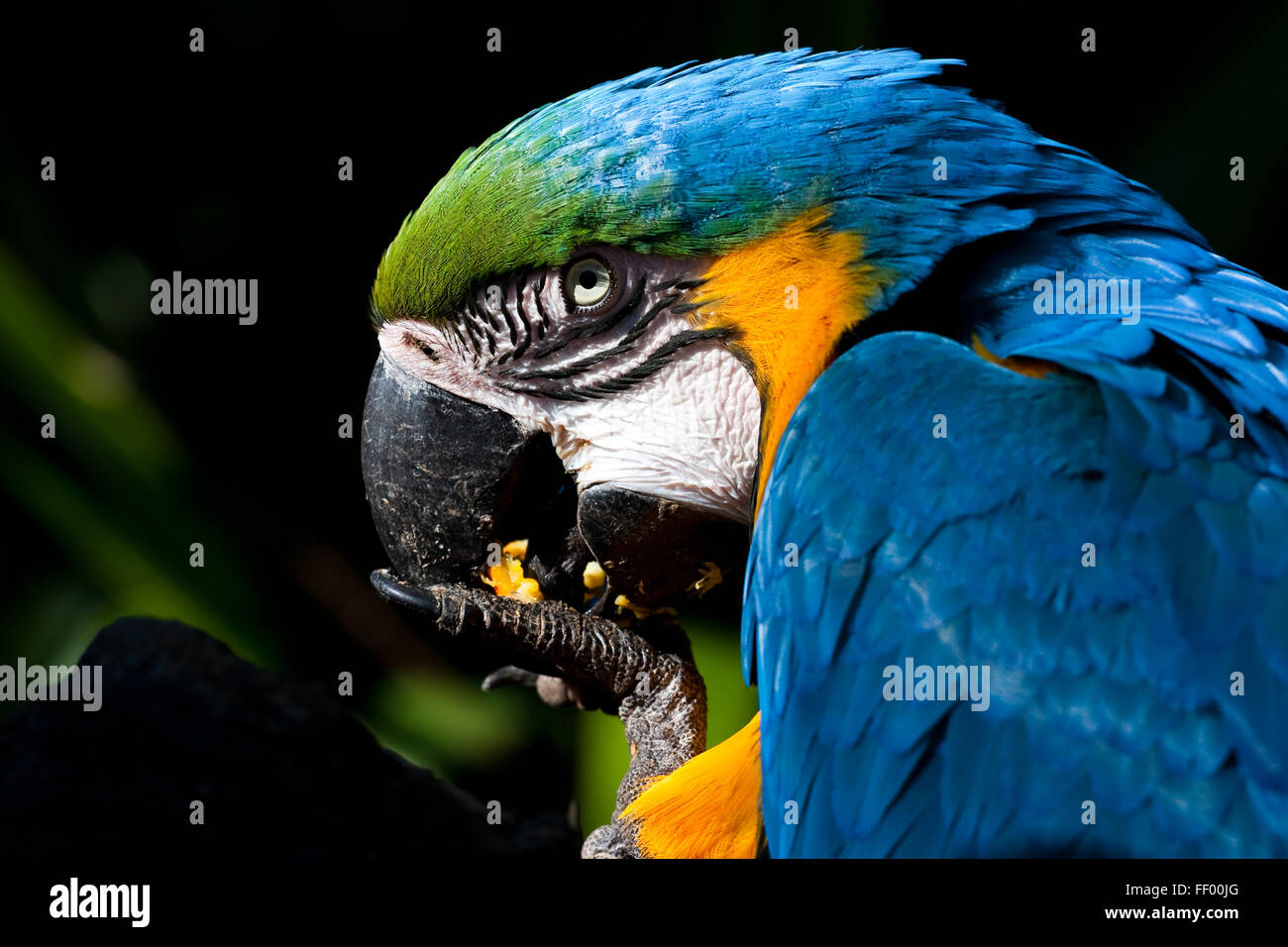 Macaw Parrot Blue and Gold Stock Photo - Alamy