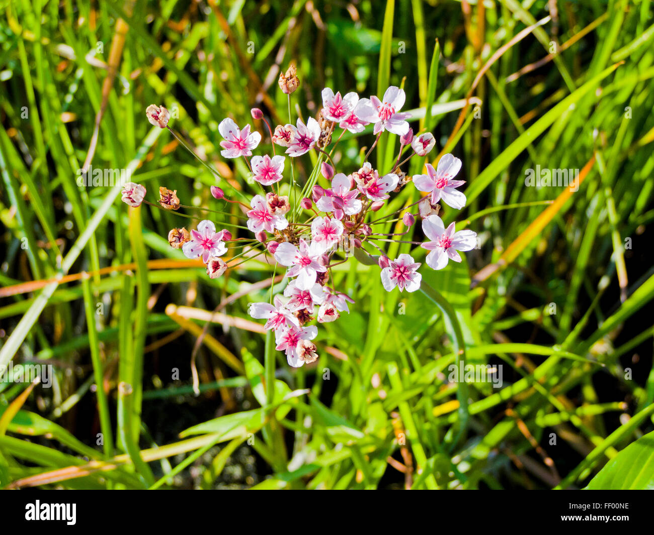 Butomus umbellatus uk hi-res stock photography and images - Alamy