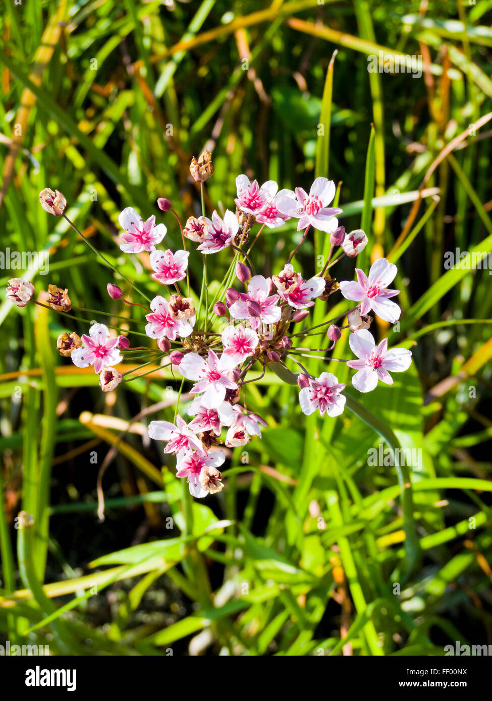 Flowering Rush ( Butomus umbellatus ) in Flower During Summer, UK Stock ...
