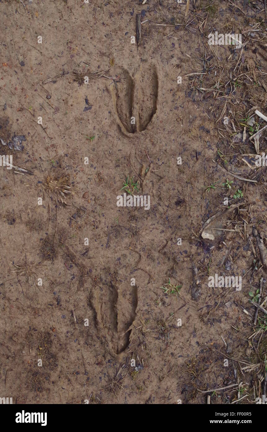 Deer track hi-res stock photography and images - Alamy