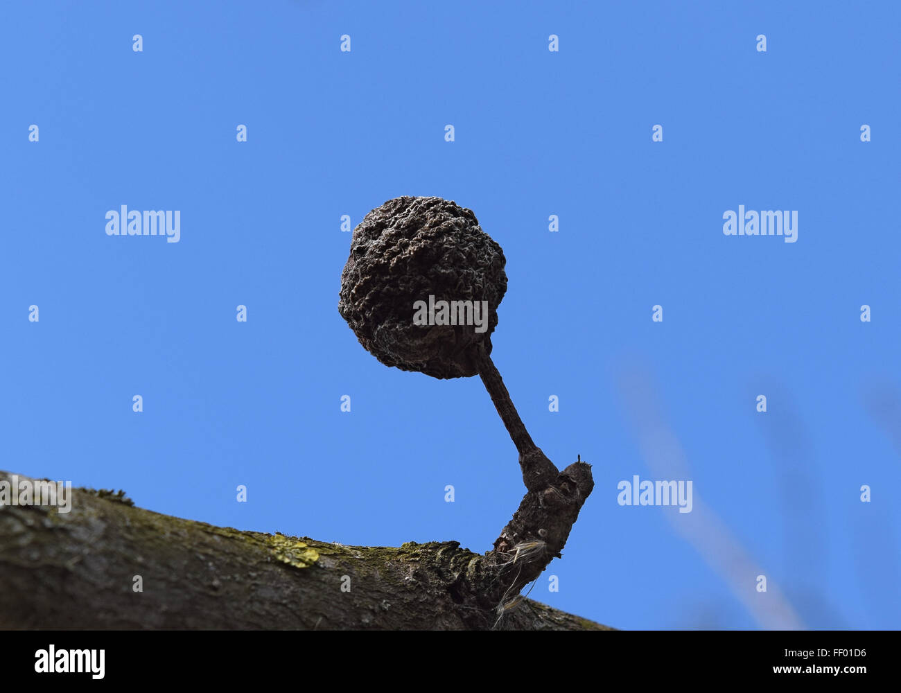 Dried rotten apple. Plant diseases in the garden Stock Photo - Alamy