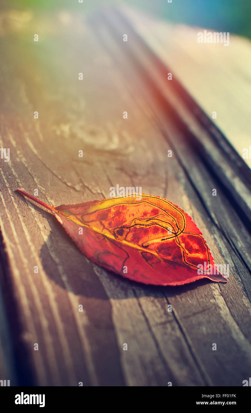 End leaf hi-res stock photography and images - Alamy
