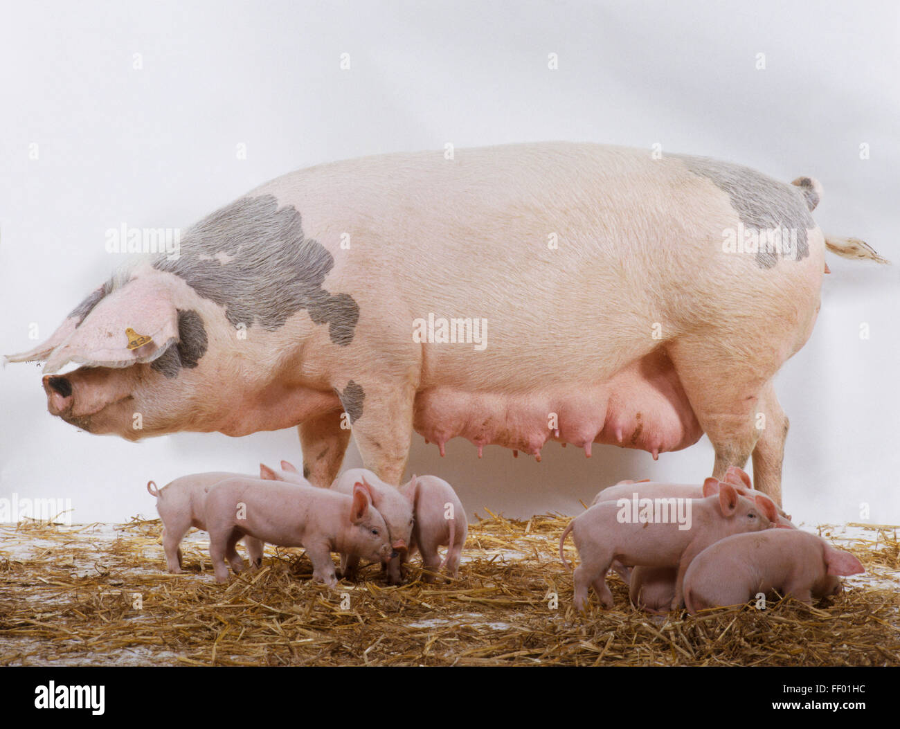 Domestic Pigs (sus sp.) standing on bed of hay, group of piglets ...