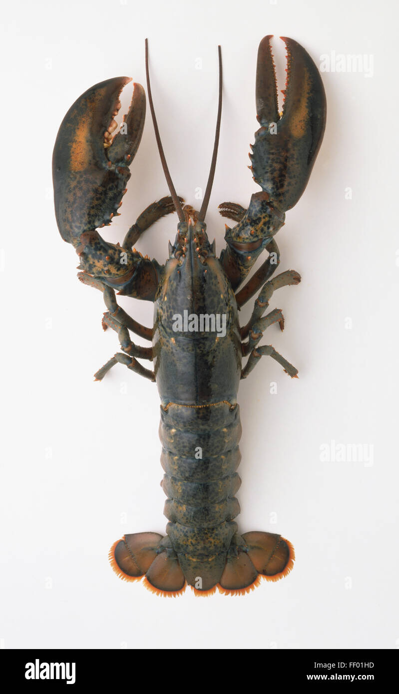 American Lobster (Homarus Americanus), view from above Stock Photo - Alamy