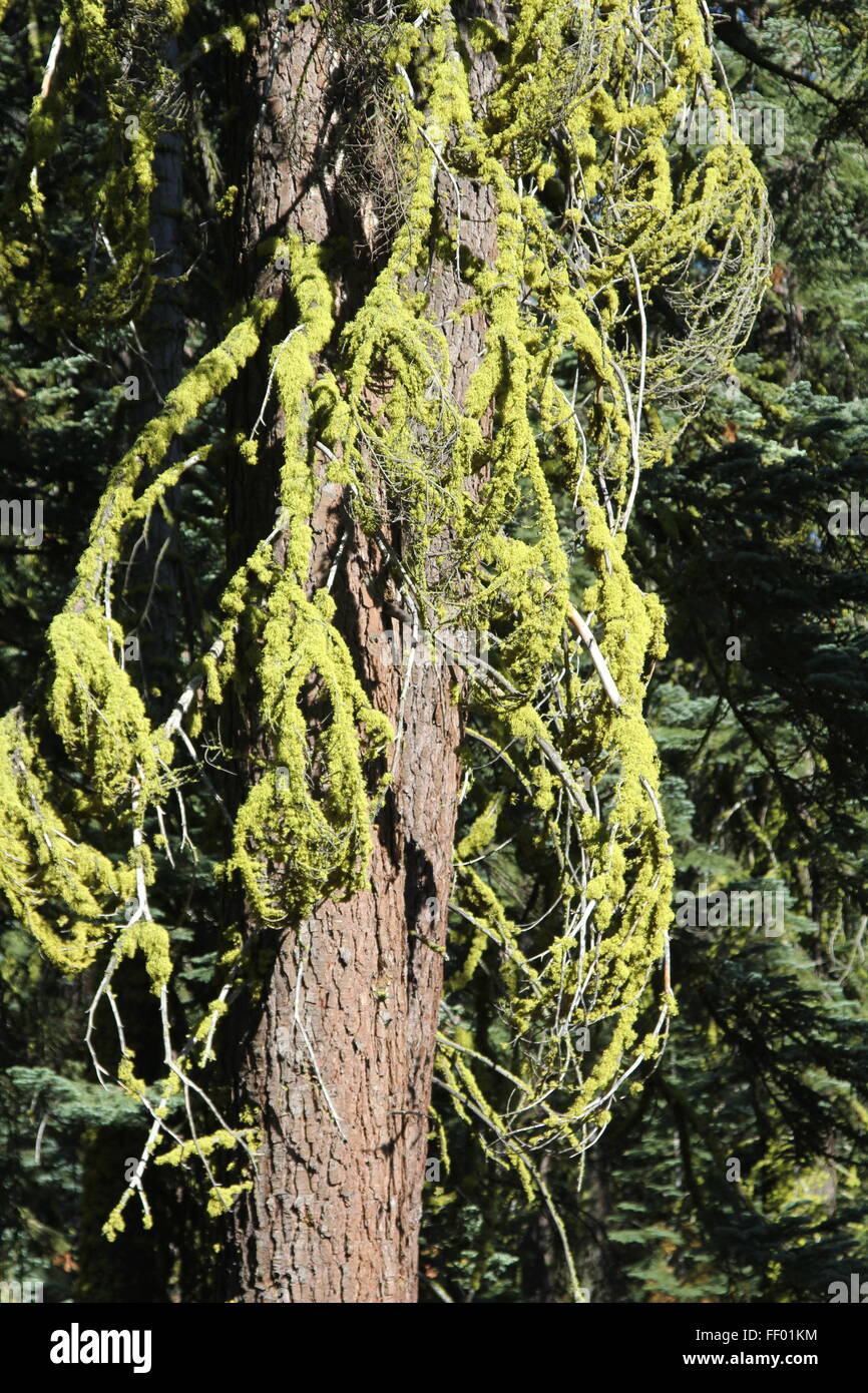 Moss on a tree branch Stock Photo - Alamy