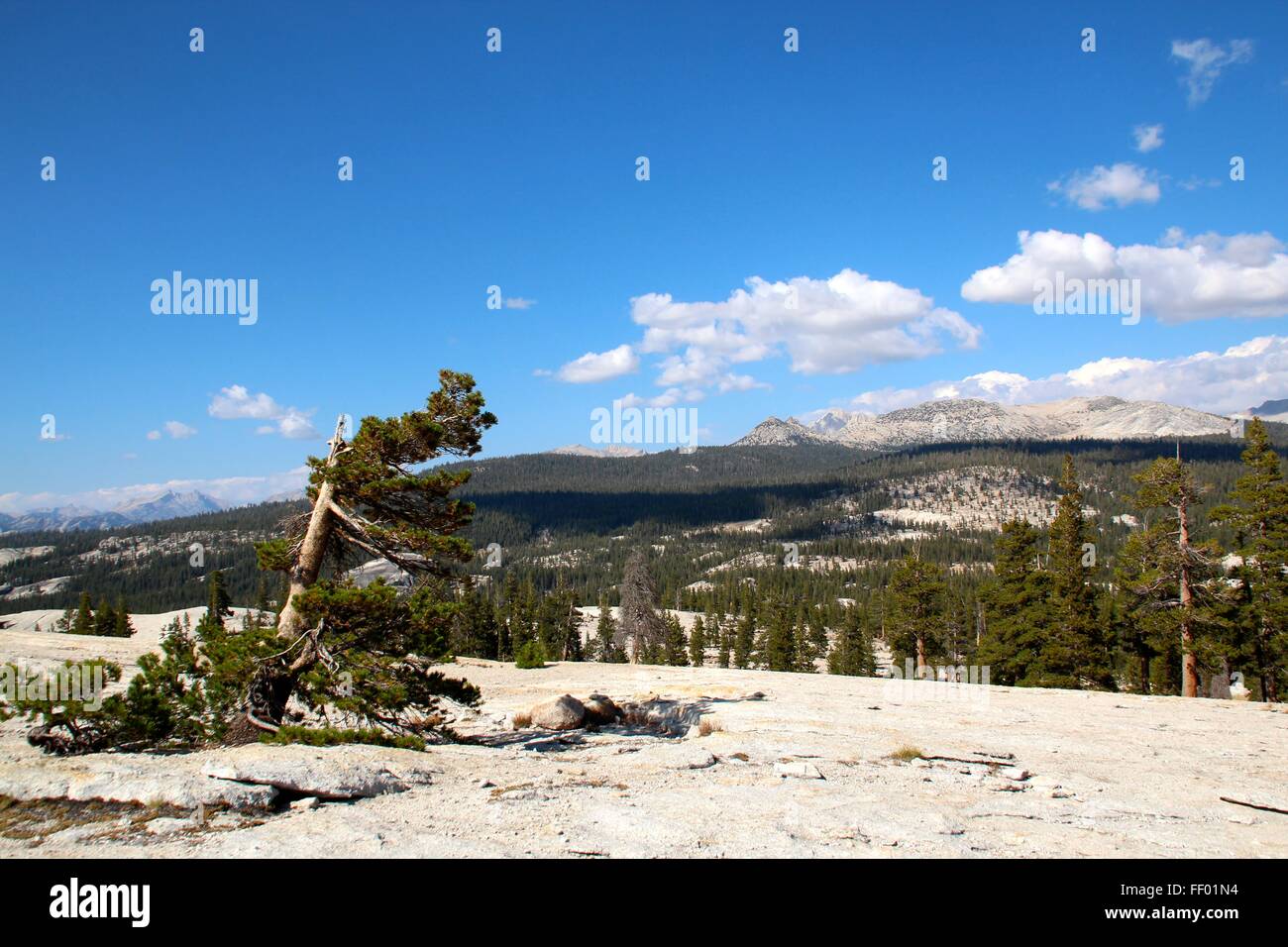 Stunted tree hi-res stock photography and images - Alamy