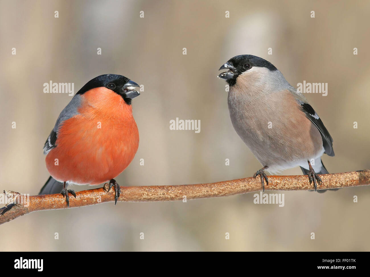 birds male and female bullfinch sitting red pink view Park Stock Photo ...