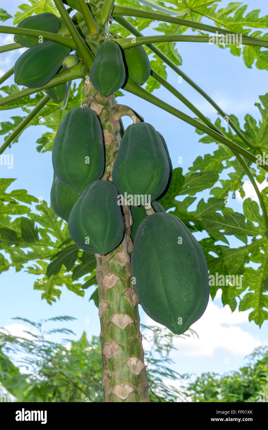 Full papaya tree hi-res stock photography and images - Alamy