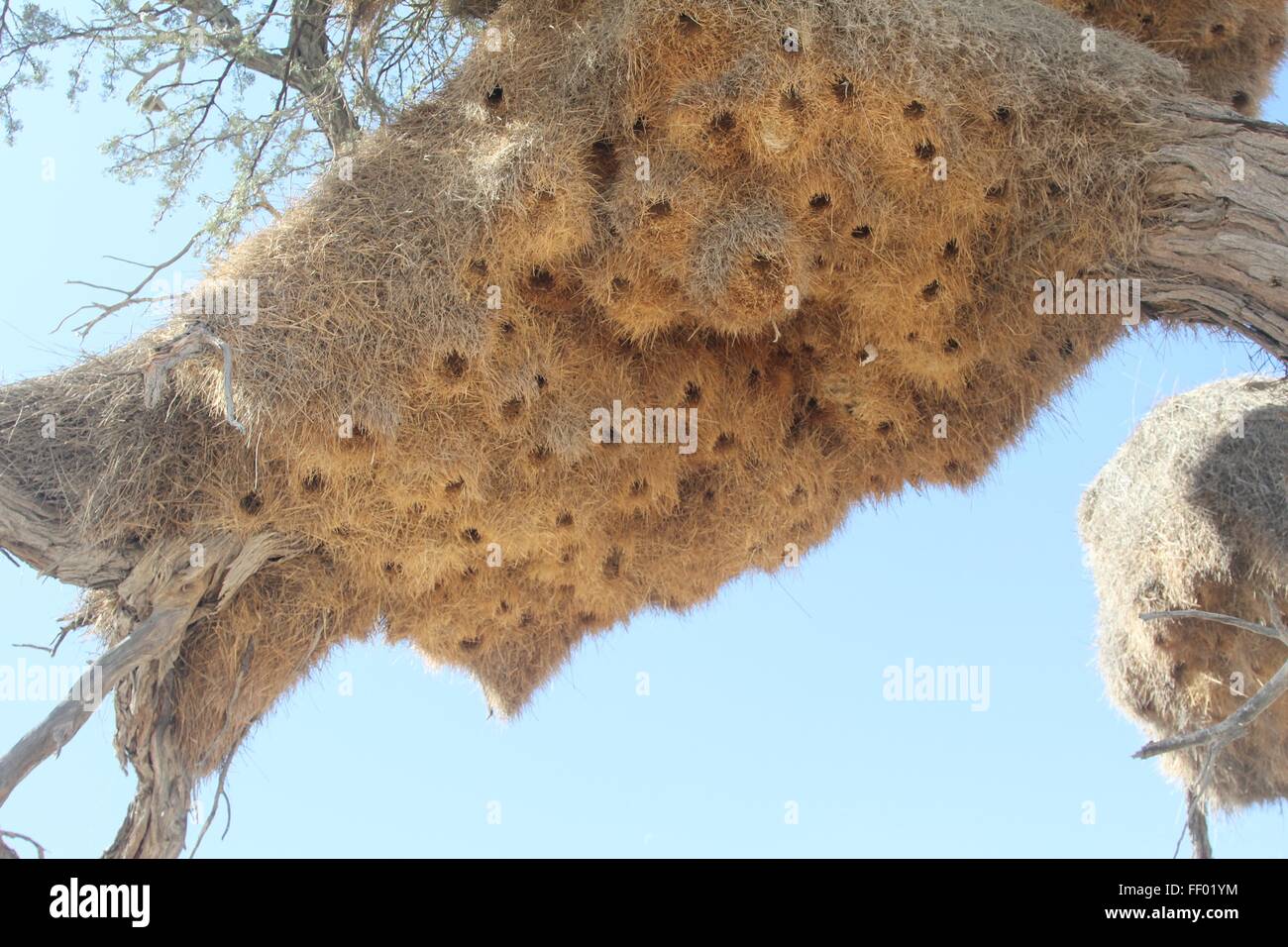 sociable weaver bird nest with a distinctive honeycomb like nest ...