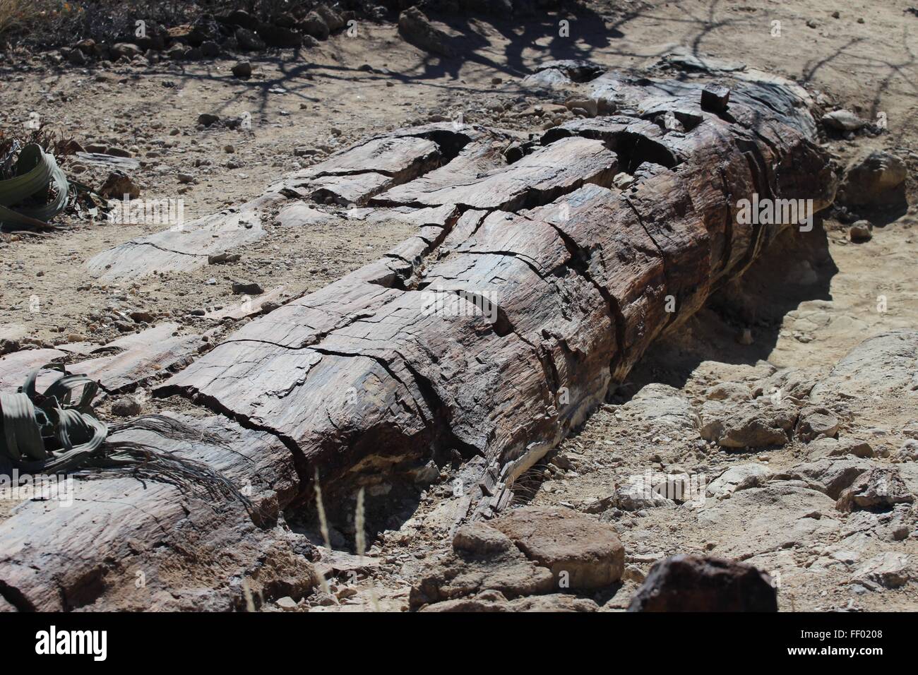 Petrified tree in Stock Photo - Alamy