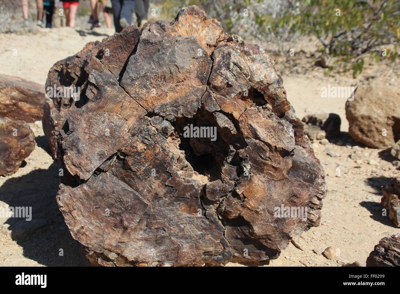 Petrified tree in Nambia Stock Photo - Alamy