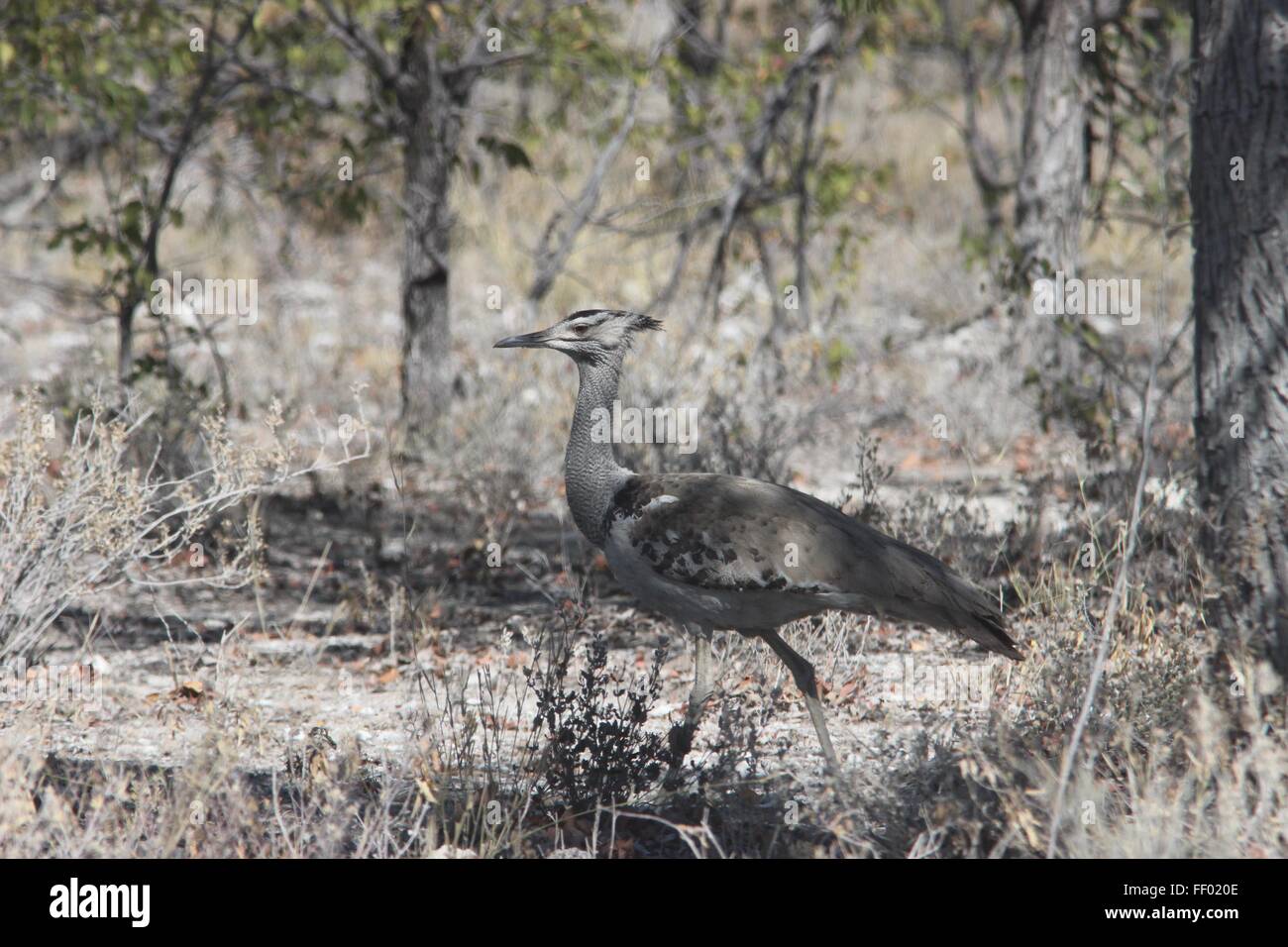 Largest flying bird hi-res stock photography and images - Alamy