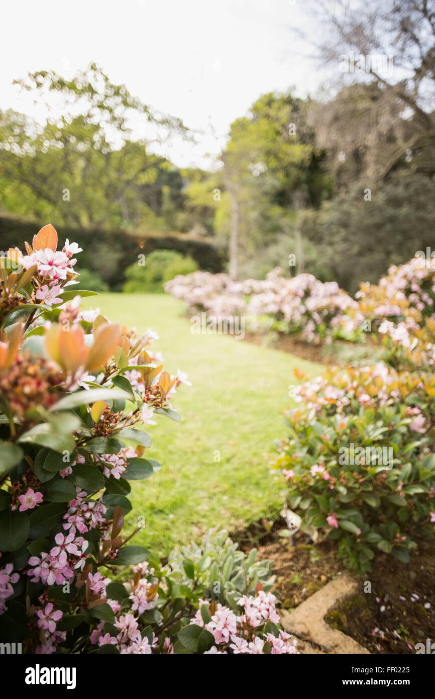 View of flowers Stock Photo - Alamy