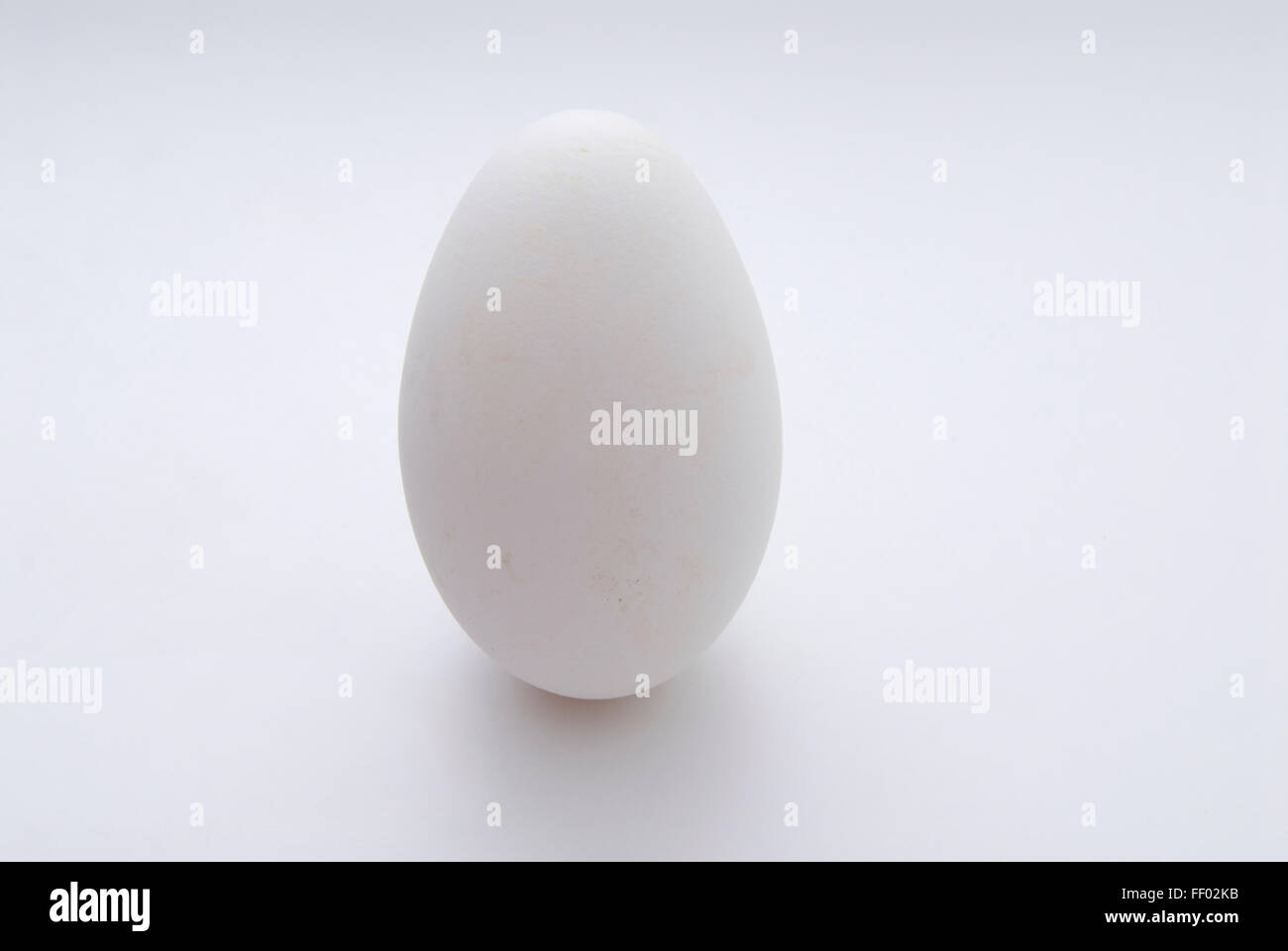 Goose Egg High Resolution Stock Photography and Images - Alamy