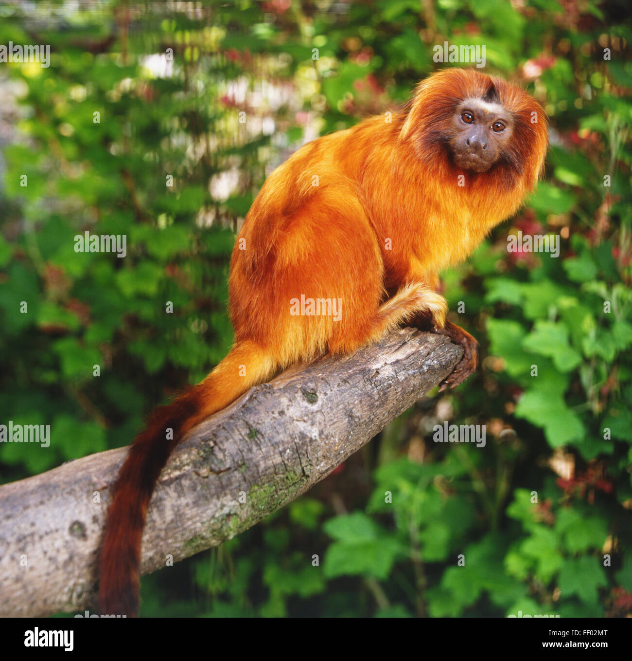 Golden lion tamarin (Leontopithecus rosalia), a monkey with orange fur ...