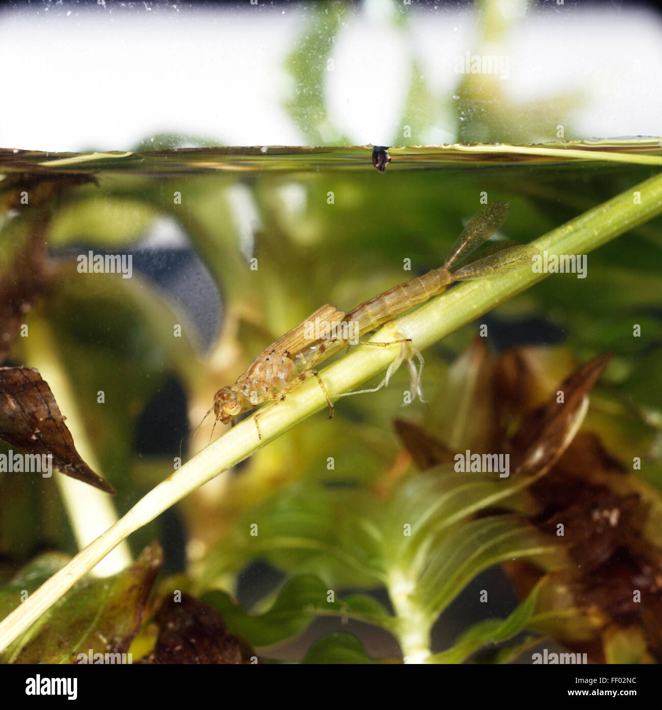 Dragonfly nymph underwater hi-res stock photography and images - Alamy