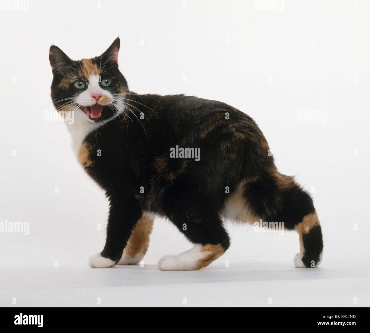 Tortoiseshell and white cat hi-res stock photography and images - Alamy
