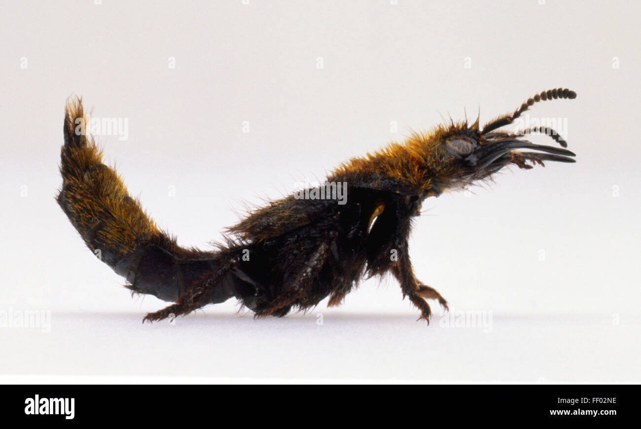 Rove beetle, Emus hirtus, raising the tip of its abdomen while propping ...
