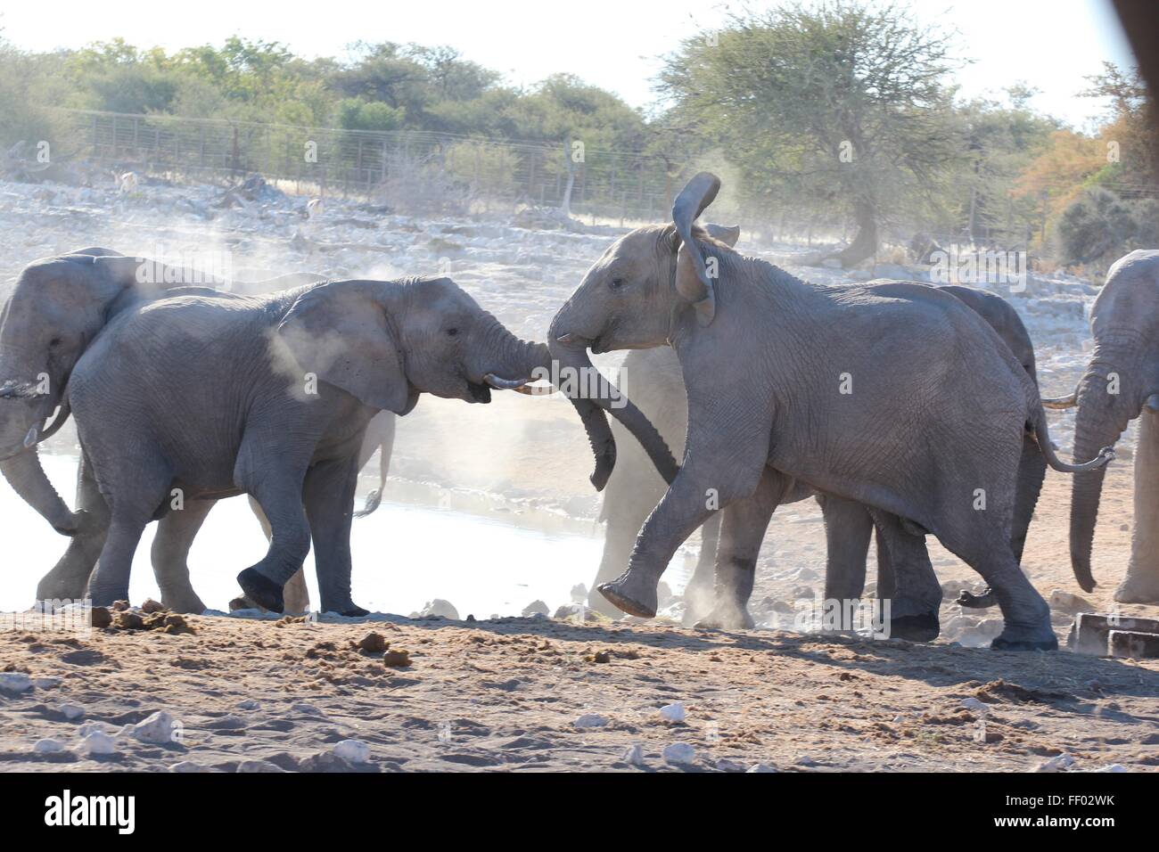 Elephants fighting hi-res stock photography and images - Alamy