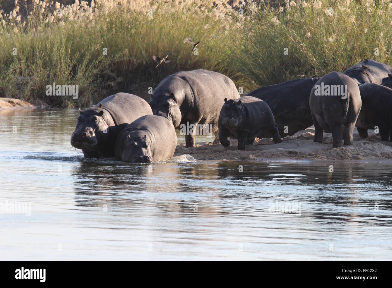 A group of hippos enter a river Stock Photo - Alamy