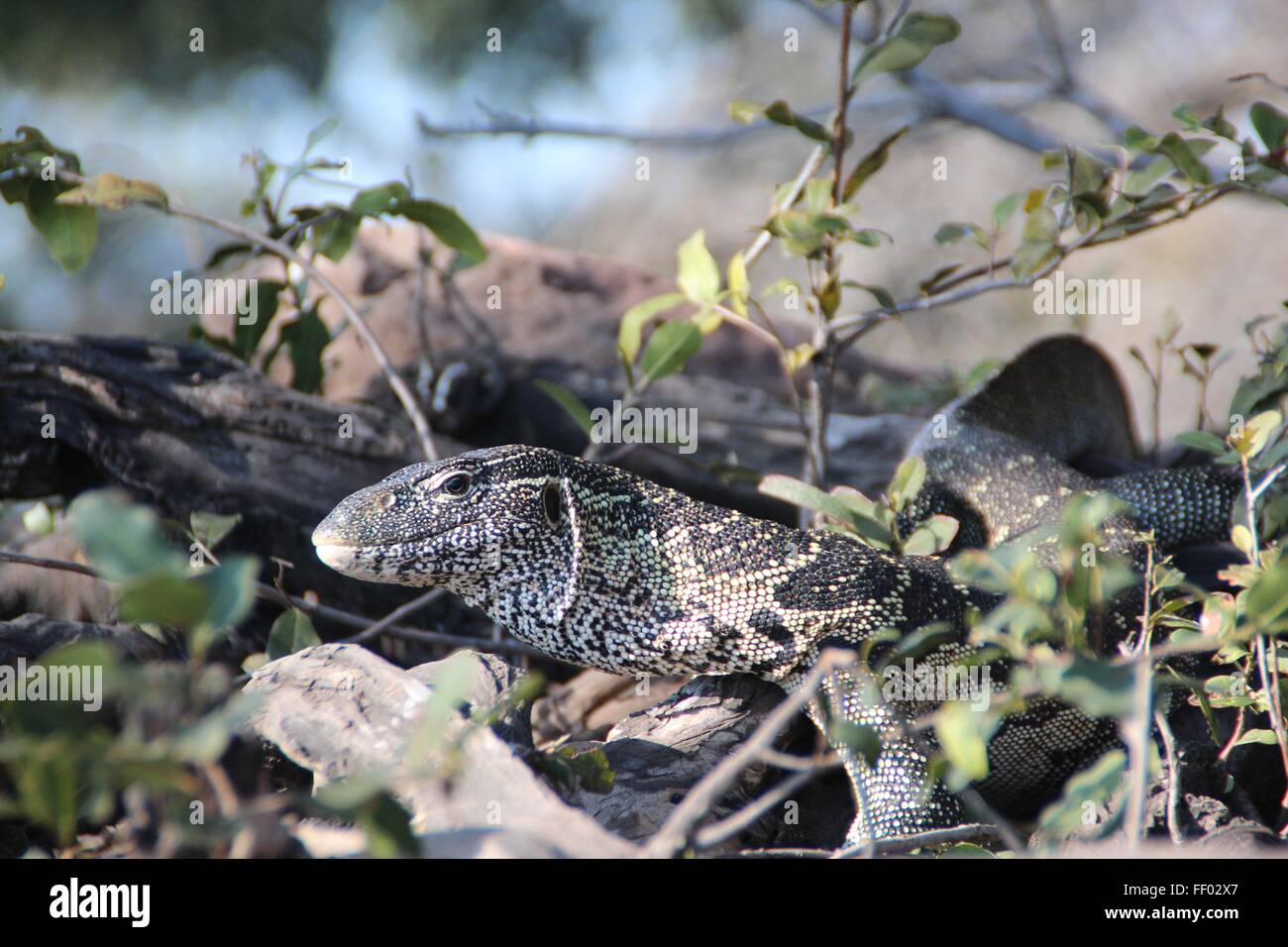 Monitor lizard eating hi-res stock photography and images - Alamy