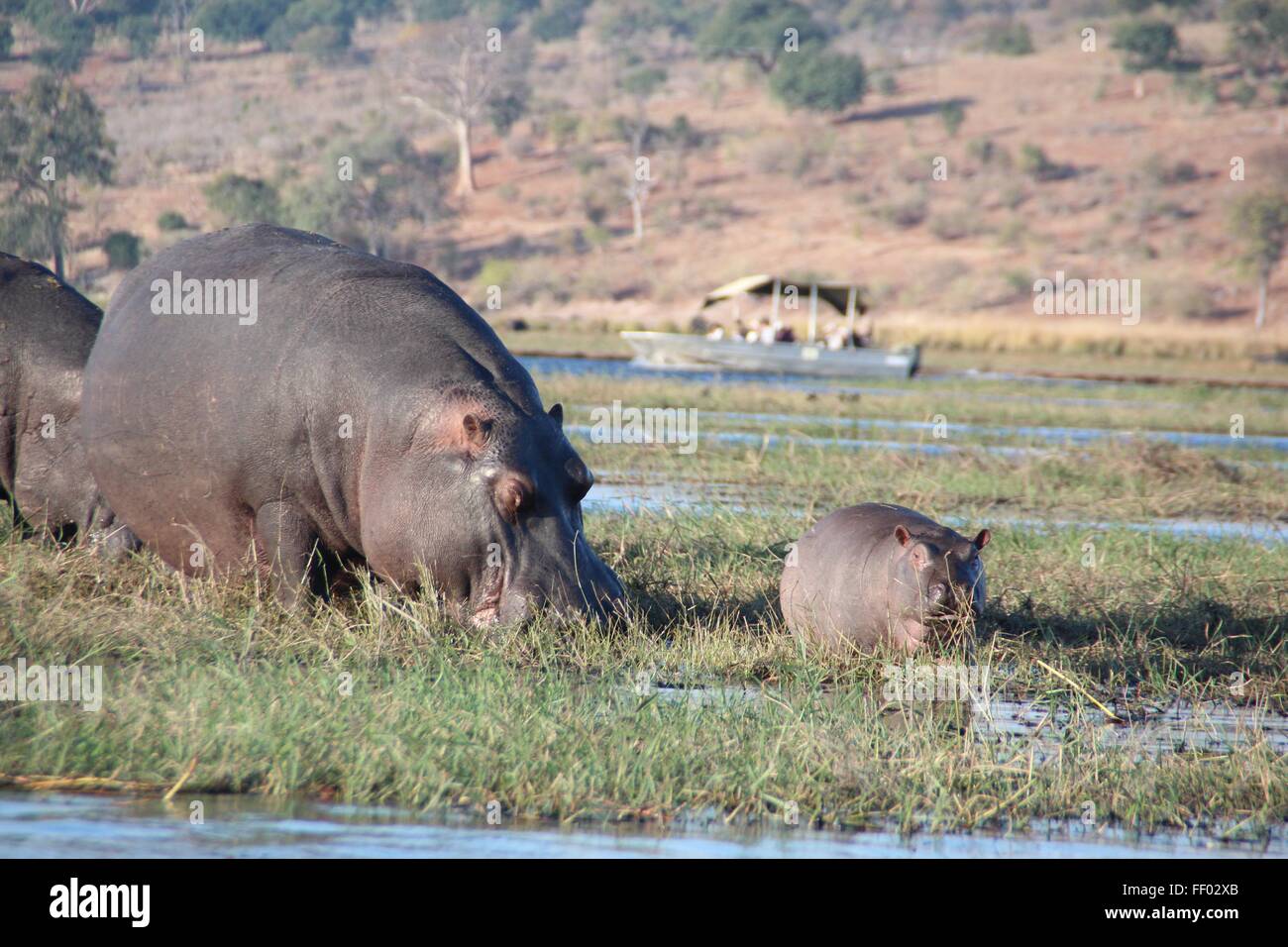 Mother and baby hippo hi-res stock photography and images - Alamy