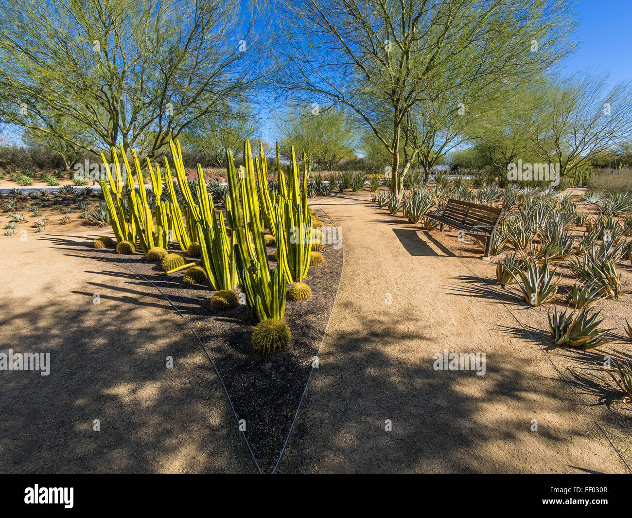 Cactus garden at Sunnylands Center Gardens Visitor Center in Palm ...