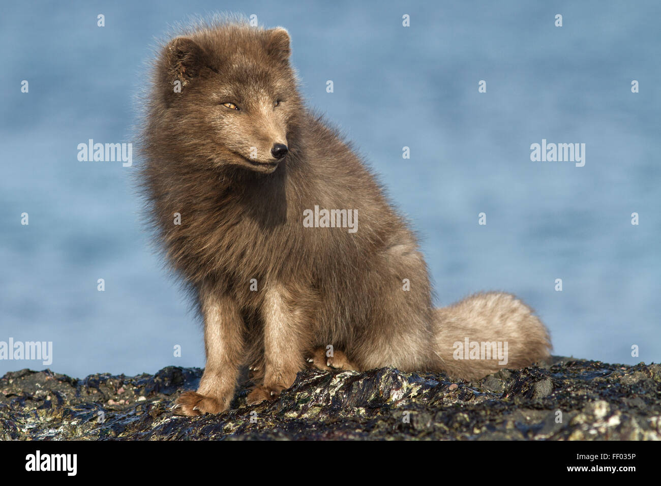 Commander arctic fox sitting on the beach sunny winter day Stock Photo ...