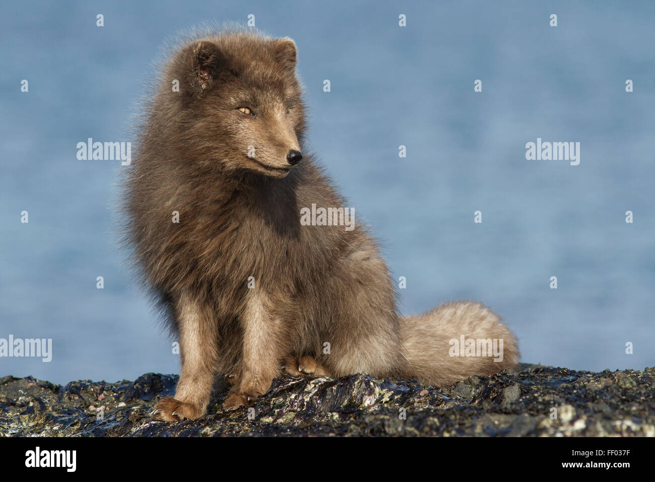 Commander's blue arctic fox sitting on the beach on a sunny day Stock ...