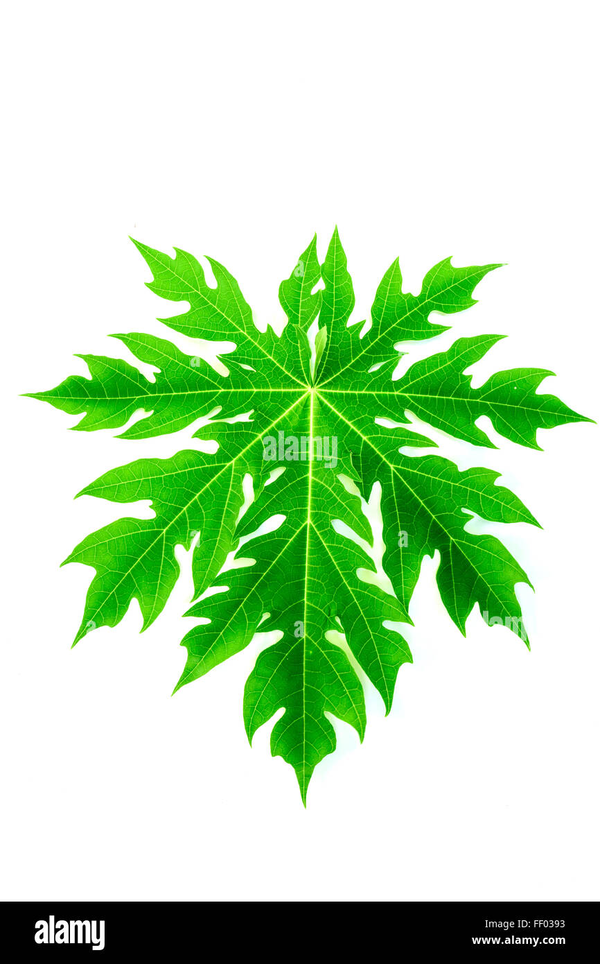 Leaf tree texture isolated on white background Stock Photo - Alamy