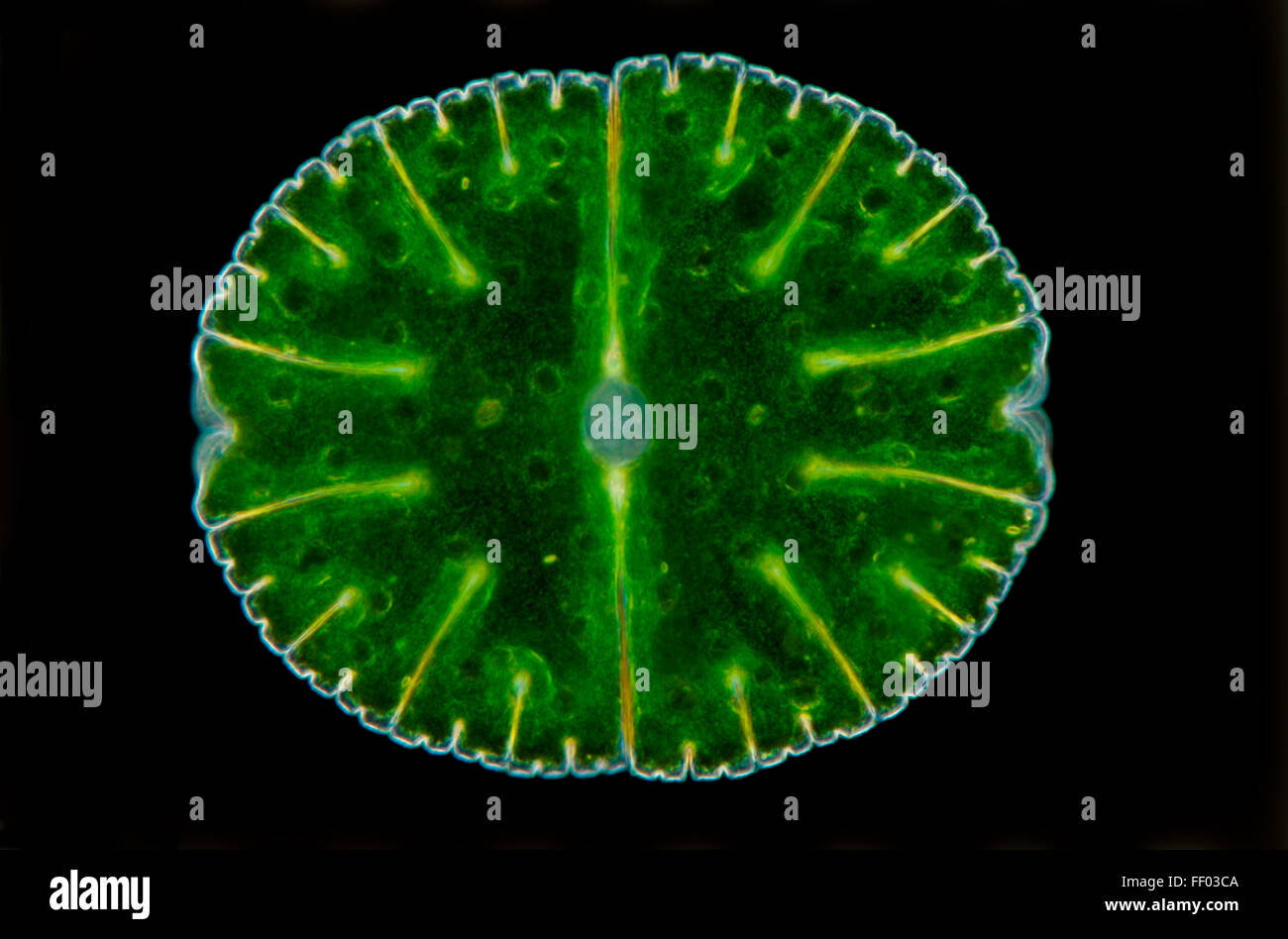 Desmids Under Microscope