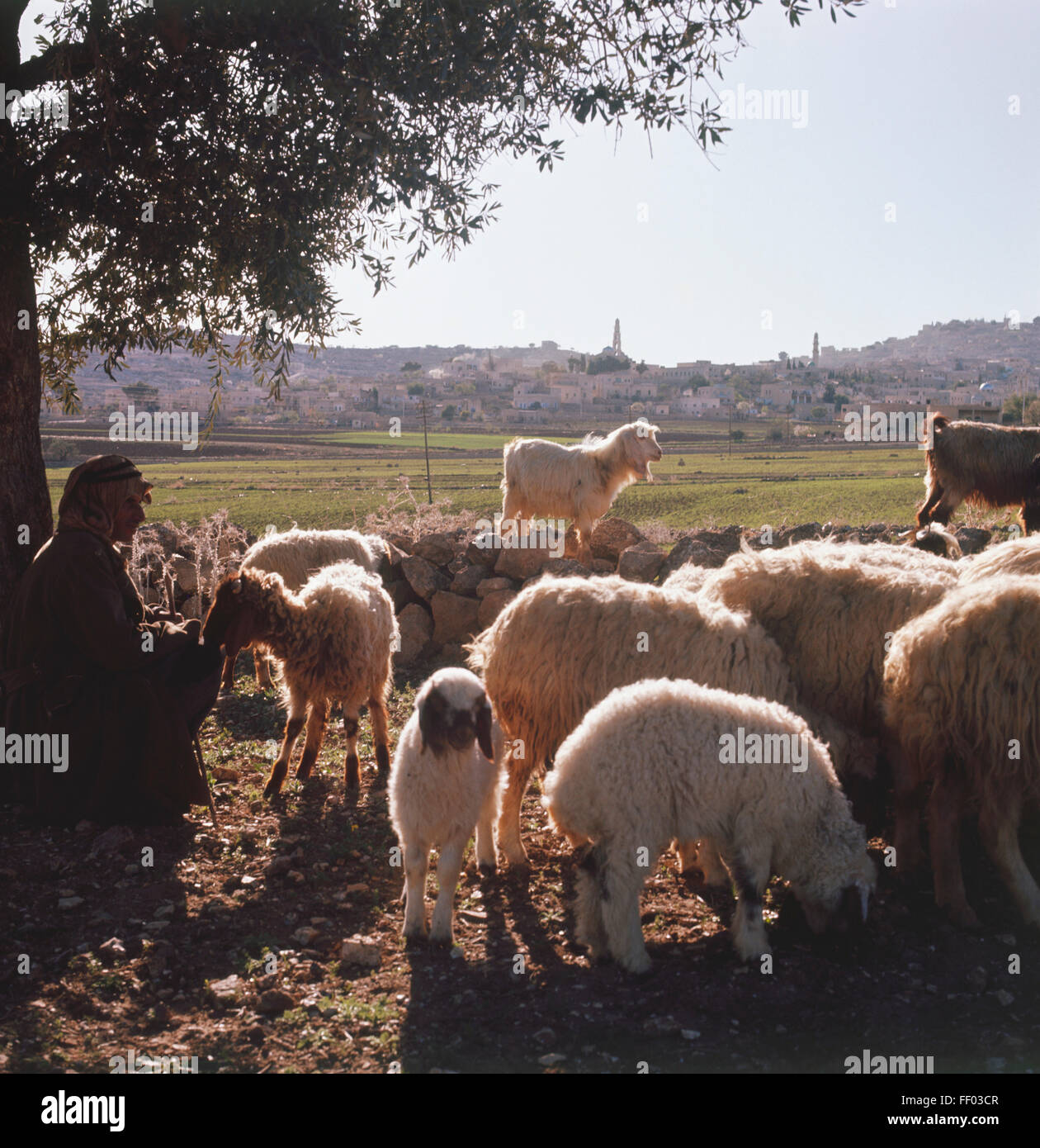 Shepherd flock israel hi-res stock photography and images - Alamy