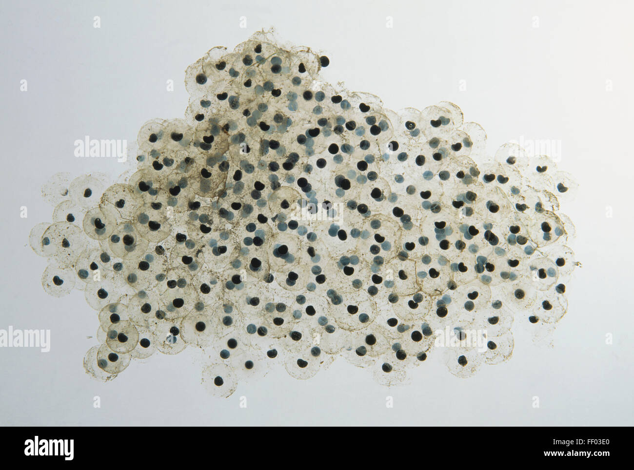 Collection of frogspawn Stock Photo - Alamy
