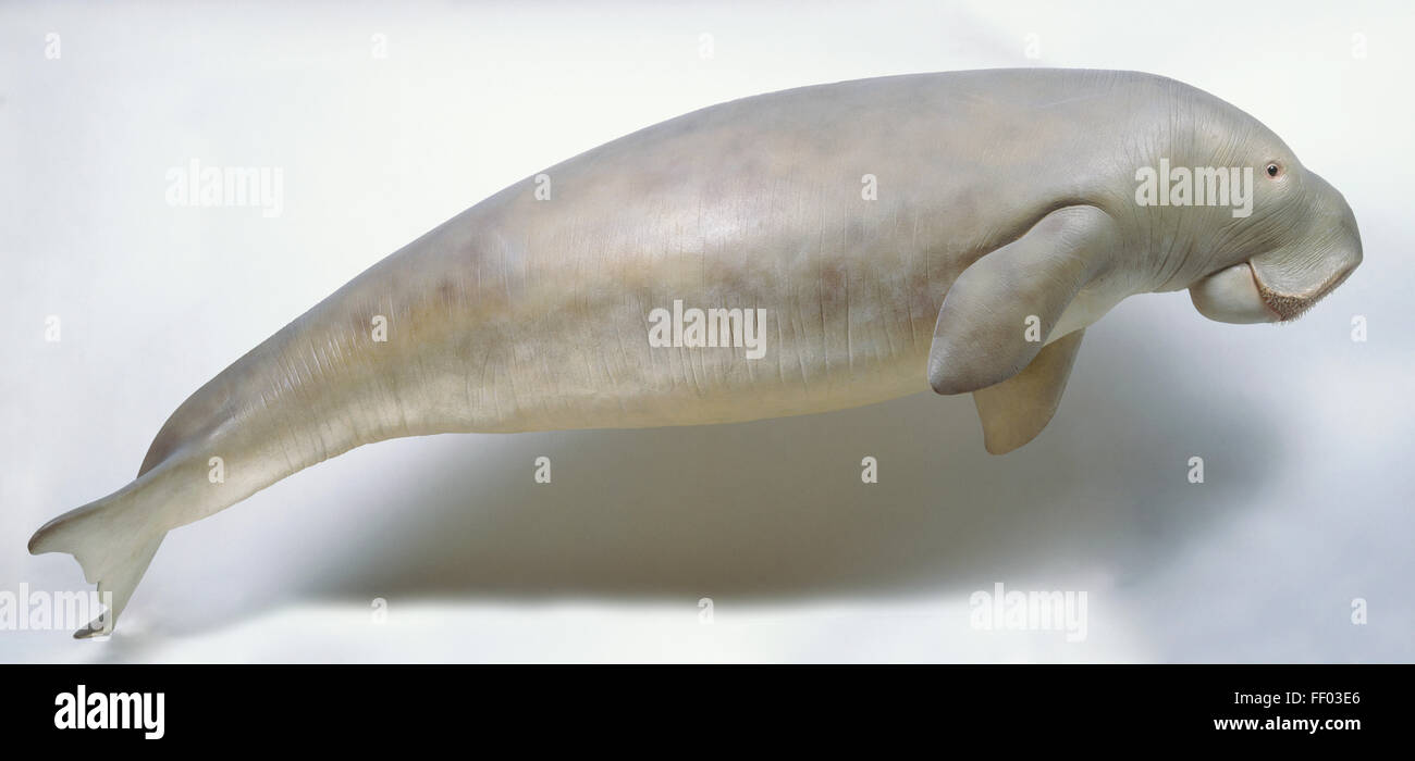 Model of dugong hi-res stock photography and images - Alamy
