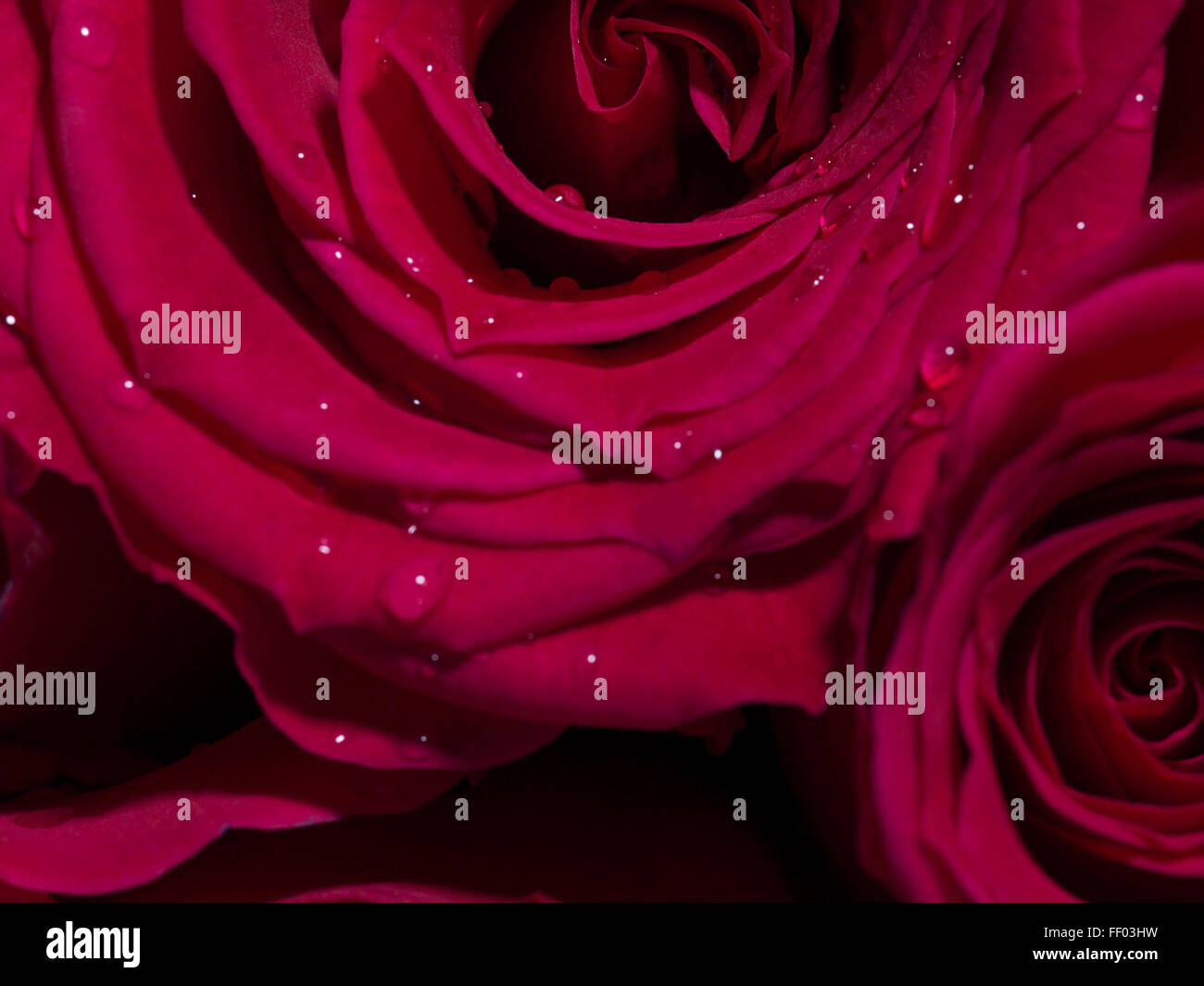 Red roses with water droplets Stock Photo - Alamy