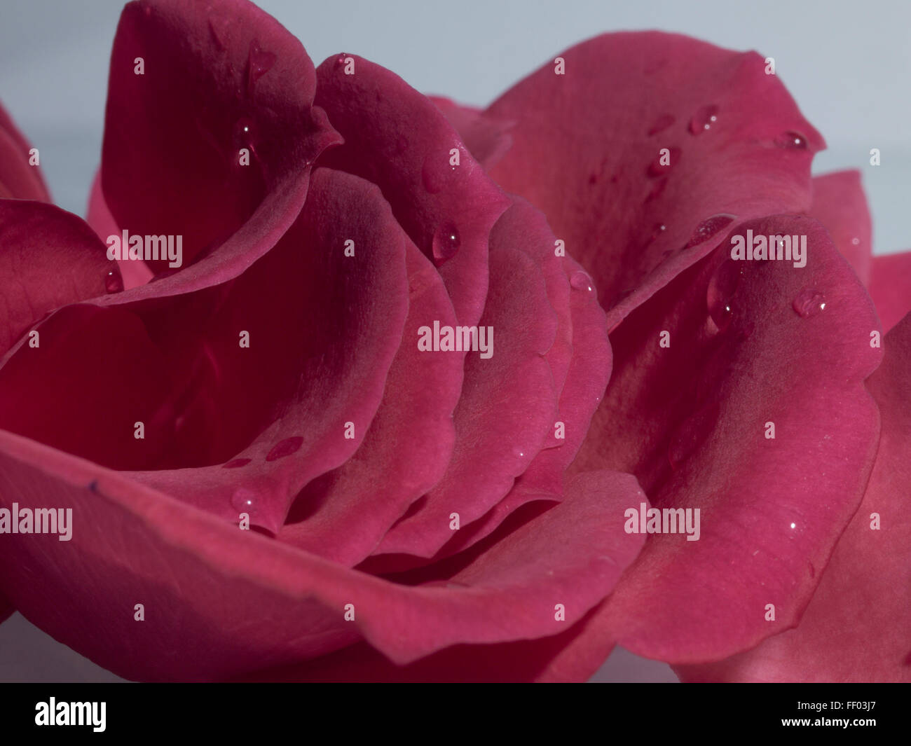 Roses with water droplets hi-res stock photography and images - Alamy