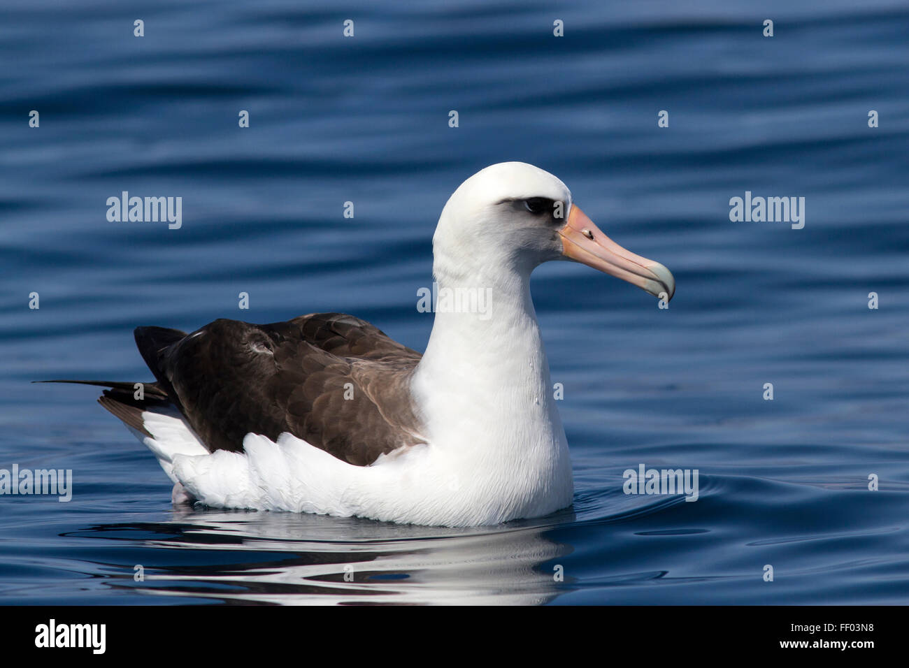 Laysan albatross sitting on the waves near the Commander Islands Stock ...