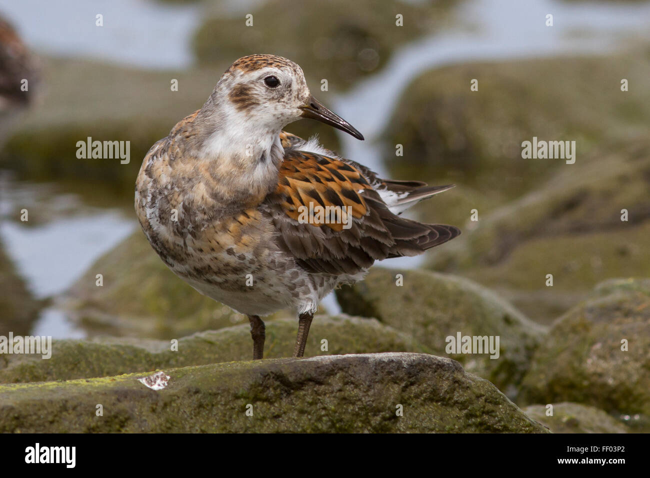 male Rock sandpiper which stands on the stone head turned Stock Photo ...