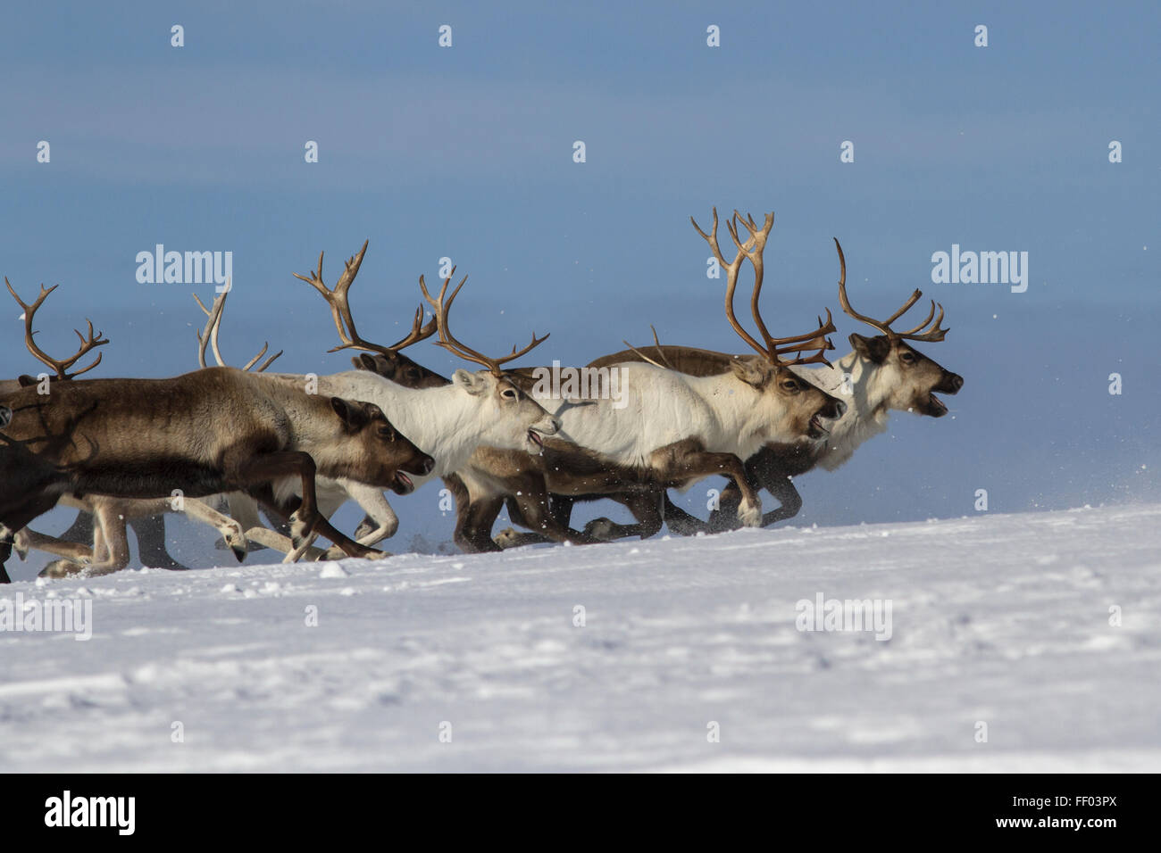 Reindeer running on snowy tundra Bering Island Stock Photo - Alamy