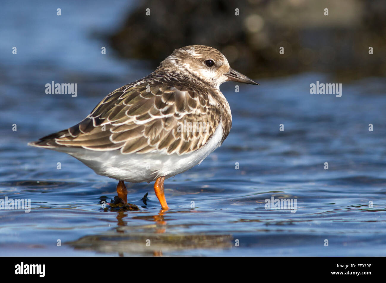 Ruddy turnstone young that stands in water sunny autumn day Stock Photo ...