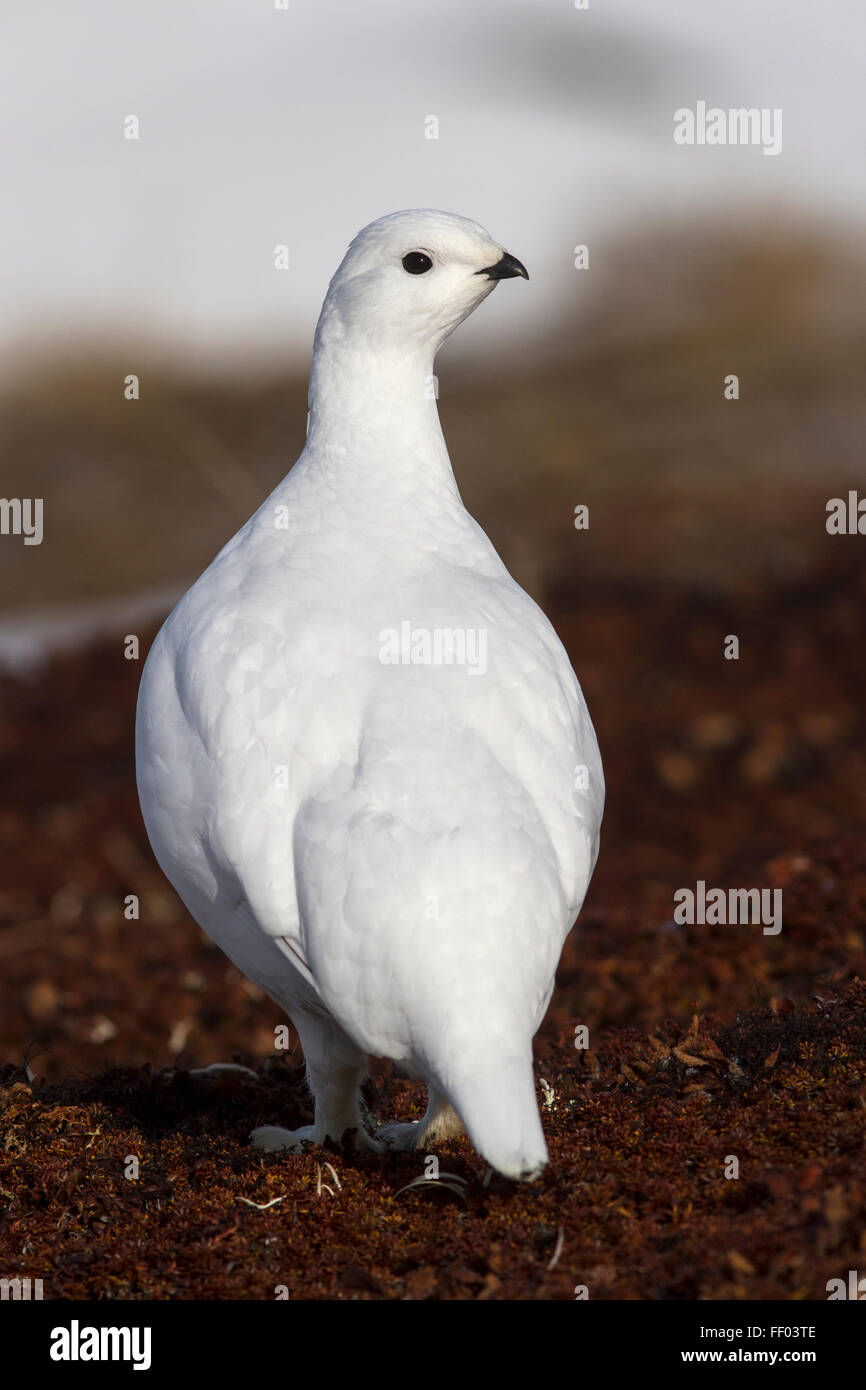 Female partridge hi-res stock photography and images - Alamy