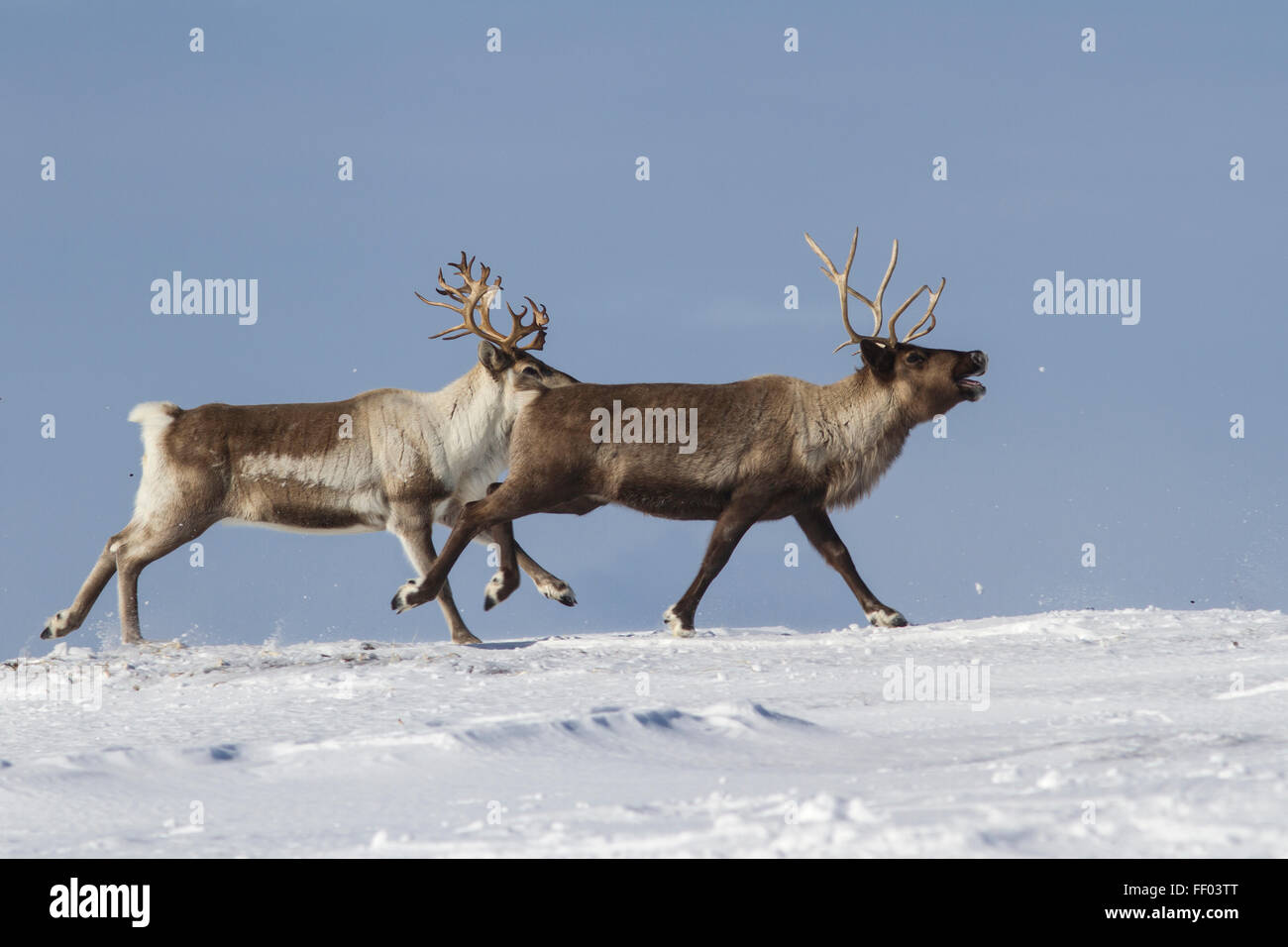 The two reindeer running on snow-covered tundra Stock Photo - Alamy