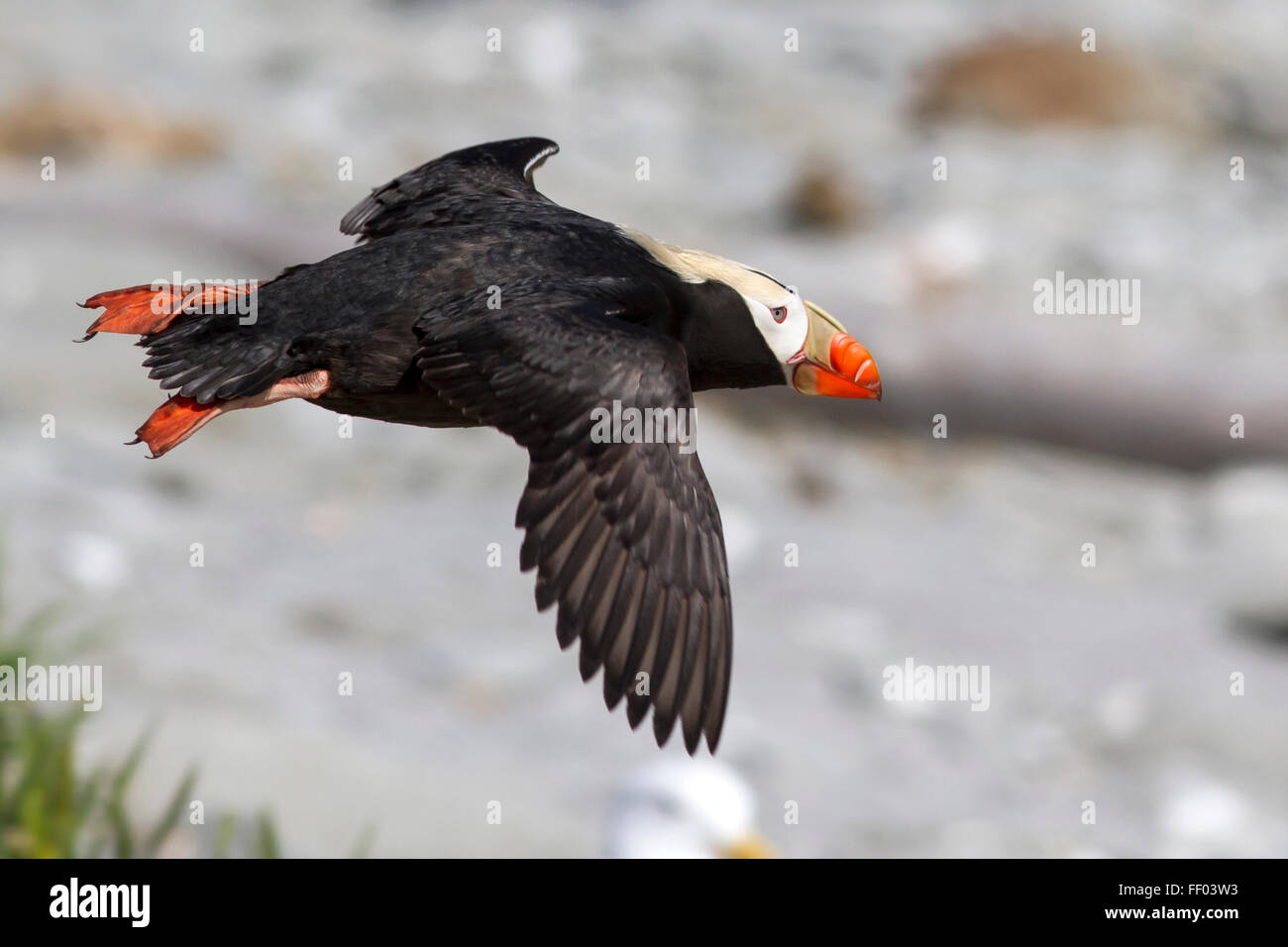 Pacific puffin hi-res stock photography and images - Alamy