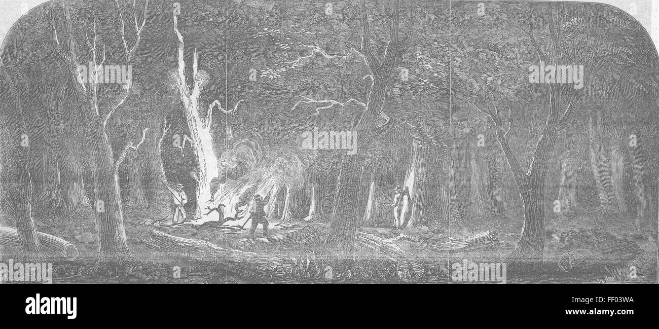 OHIO Panorama of the Ohio-Clearing a Forest 1850. Illustrated London ...