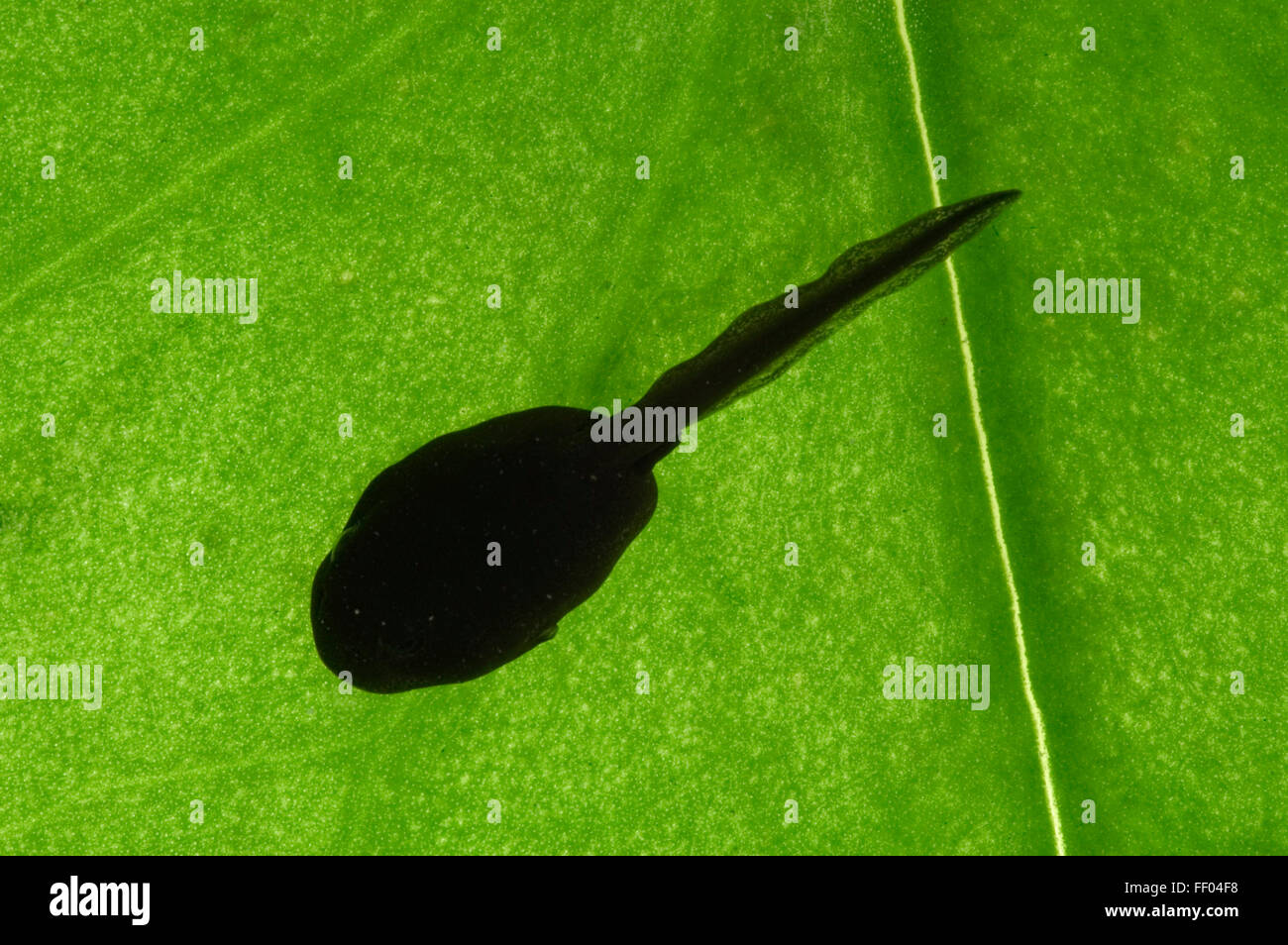 Baby tadpoles hi-res stock photography and images - Alamy