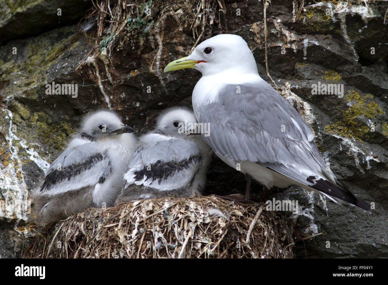 Black legged kittiwake on nest with chicks hi-res stock photography and ...