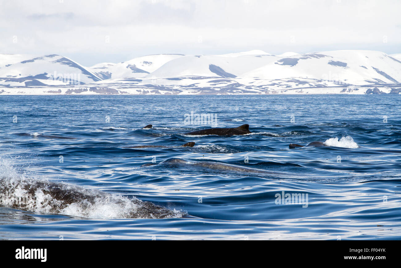 Group north floaters floating along the Bering Island Stock Photo - Alamy