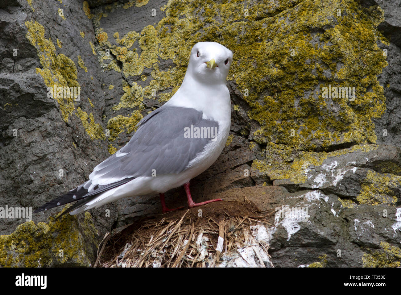 Bering straight birds hi-res stock photography and images - Alamy