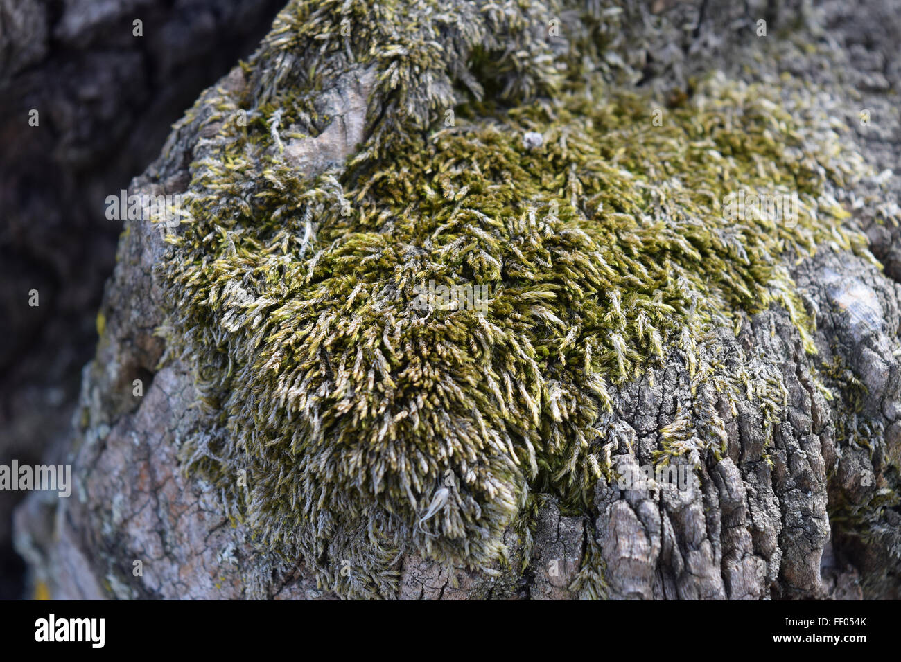 Moss on the rock. The old overgrown ruins of the cliff Stock Photo - Alamy
