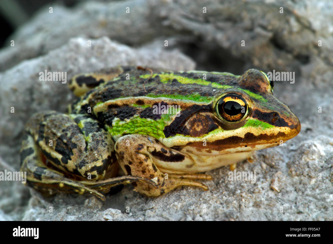 Marsh frog (Pelophylax ridibundus / Rana ridibunda) on land Stock Photo ...